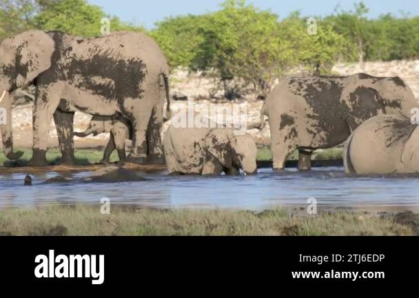 Elephant group horizontal Stock Videos & Footage - HD and 4K Video ...