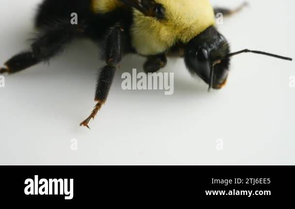 Macro view of Bumblebee insect dying from sudden cold weather and frost ...