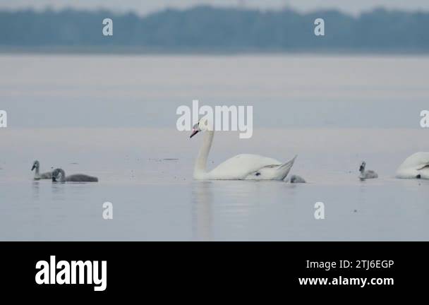 Brood of swans Stock Videos & Footage - HD and 4K Video Clips - Alamy