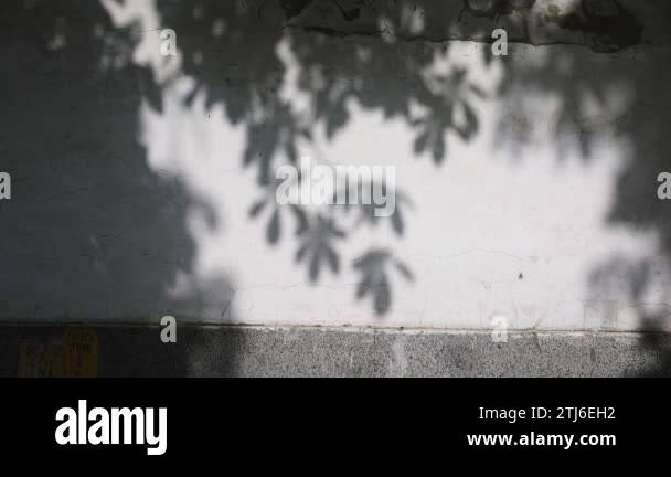 Garden dappled tree background Stock Videos & Footage - HD and 4K Video ...