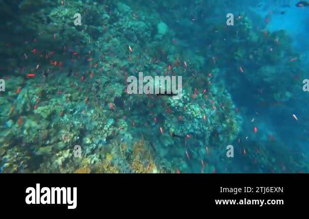 Underwater Sea Tropical Life. Underwater sea fish. Tropical fish reef ...