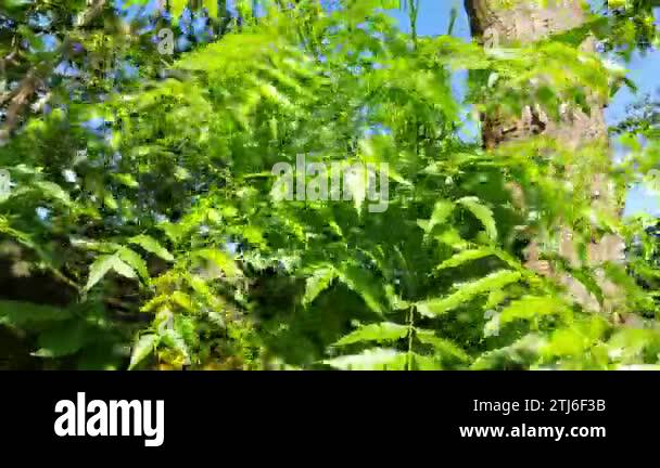 Green Vigna mungo and flower on green leaf. Its other names black gram ...
