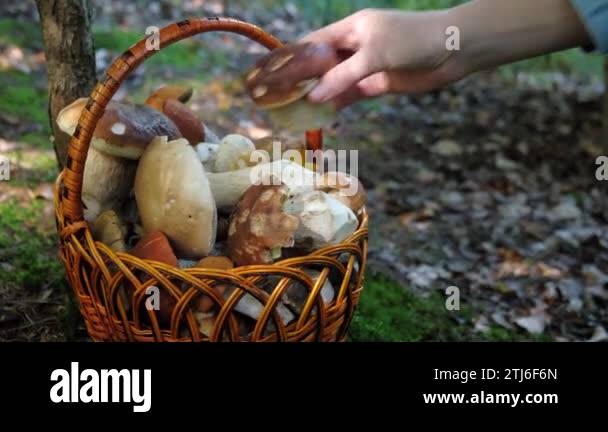 Mushroom picking season in beautiful calm autumn forest. Close up of ...