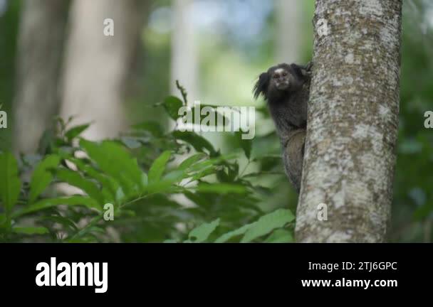 Primate biodiversity Stock Videos & Footage - HD and 4K Video Clips - Alamy