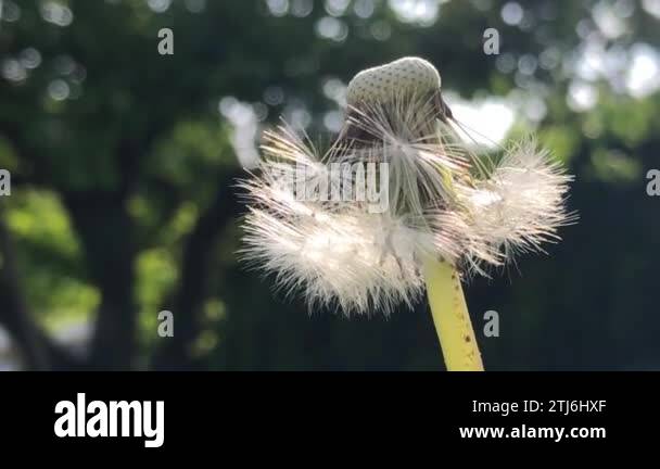 Dancing seeds Stock Videos & Footage - HD and 4K Video Clips - Alamy