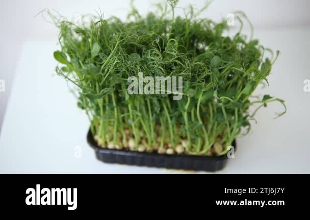 Peas microgreens close-up with fine water drops. Girl hands touch the ...