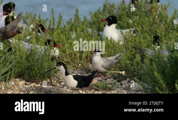 Mediterranean gull (Ichthyaetus melanocephalus), Black-winged stilt ...