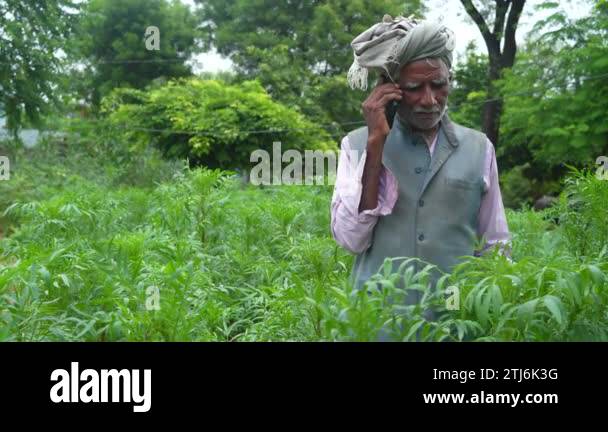 Field finger millet Stock Videos & Footage - HD and 4K Video Clips - Alamy