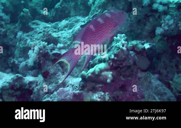 The brightly colored Lyretail Grouper (Variola louti) swims along the ...