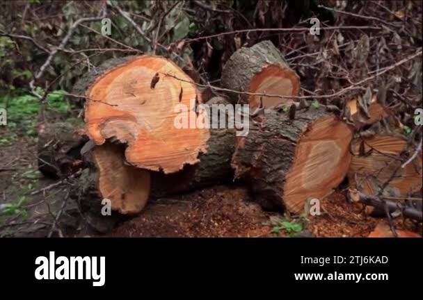 Beautiful cut of a tree after a saw cut of a woodcutters trunk. The ...