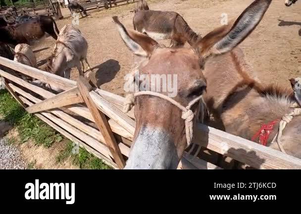 Domestic donkey, ass. Many donkeys standing in paddock at donkey farm ...