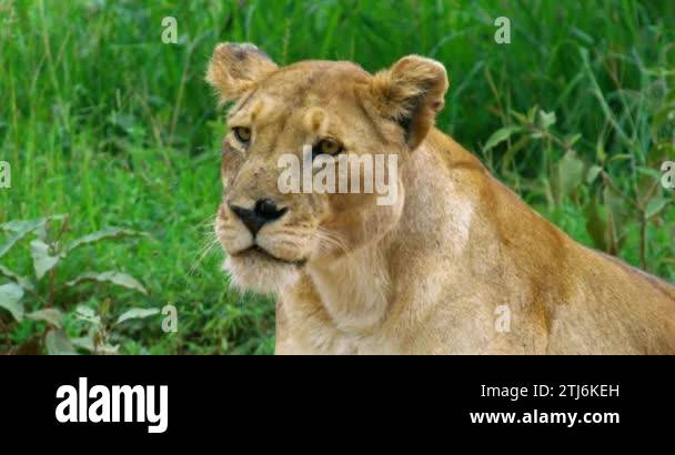 Africa close up a lioness Stock Videos & Footage - HD and 4K Video ...