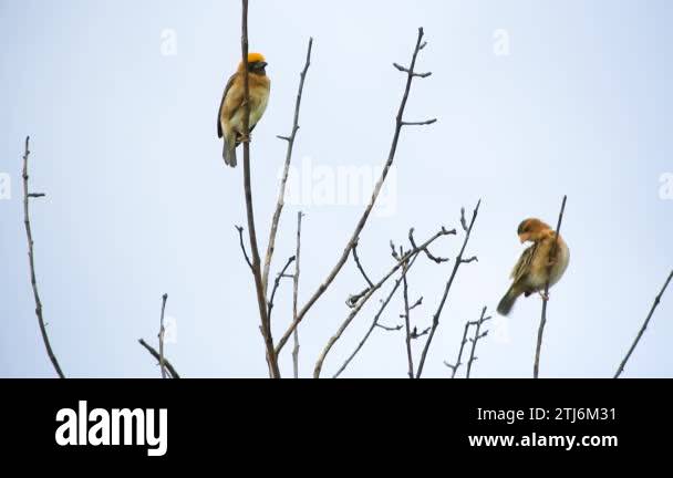 Baya WeaverA small bird with beautiful feathers and bright colors. The ...