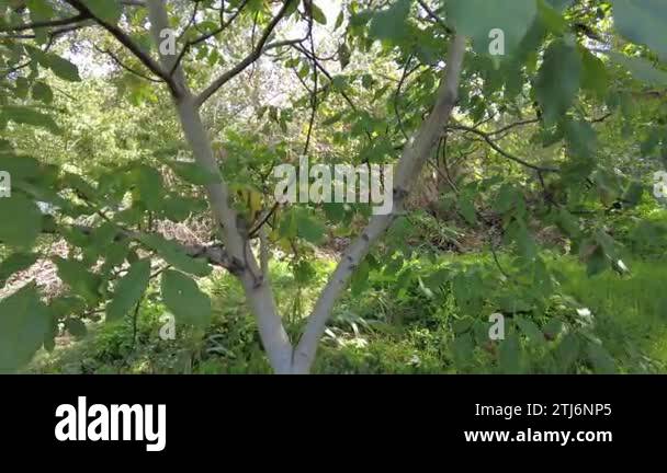 walnut tree. Walnut is the nut of any tree of the genus Juglans Family ...
