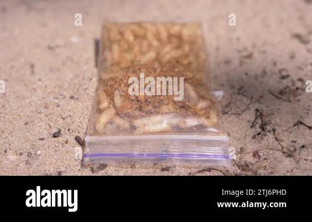 Closed Transparent Pack with Caught Larvae of White Maggot Flies Lies ...