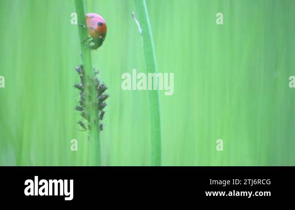 Beneficial pest Stock Videos & Footage - HD and 4K Video Clips - Alamy