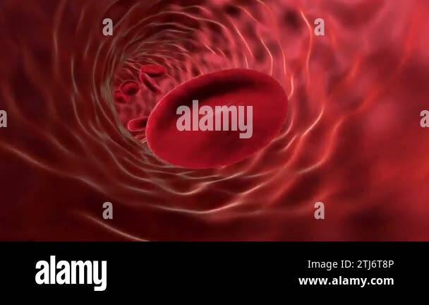 Red Blood Cells Human circulatory system. 3D loop animation of human ...
