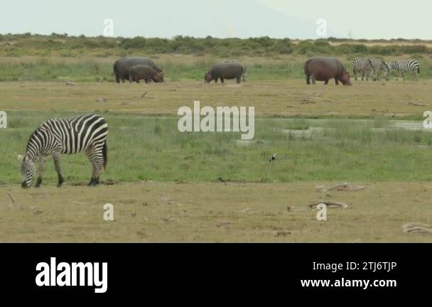 Hippopotamus hippopotamus amphibious in grassland Stock Videos ...