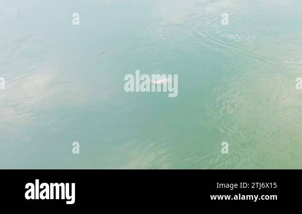 Endangered Irrawaddy dolphin in the Mekong river surfaces for air and ...