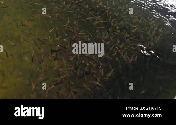 A flock of snakehead murrel fish swims in schools. snakehead murrel ...