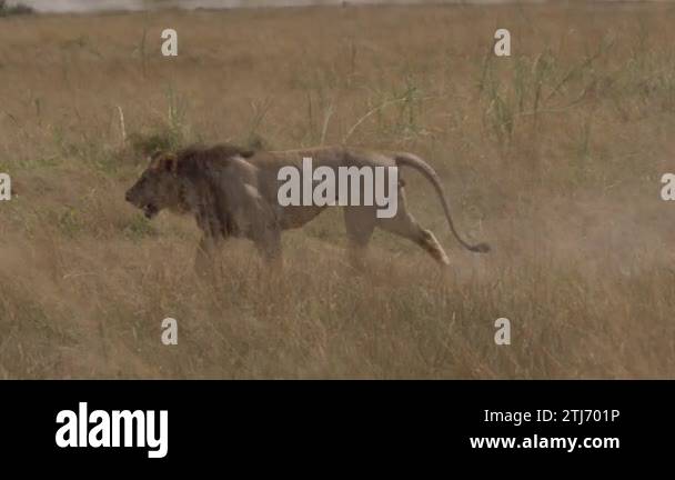 Lion panthera leo pair Stock Videos & Footage - HD and 4K Video Clips ...