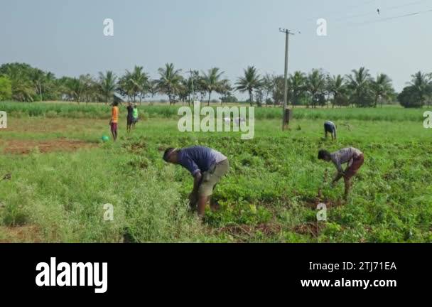 Vijayanagara,India-April 16,2023:Indian labourers harvest fresh peanuts ...