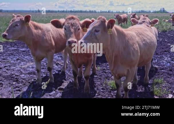Crowd of free range cows on the green farm meadow pasture at hot summer ...