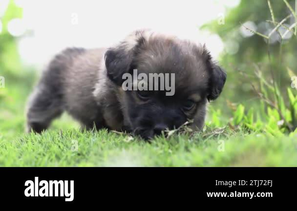 Criollo dog Stock Videos & Footage - HD and 4K Video Clips - Alamy
