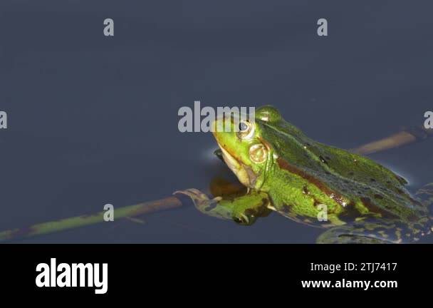 European edible frogs pelophylax kl Stock Videos & Footage - HD and 4K ...