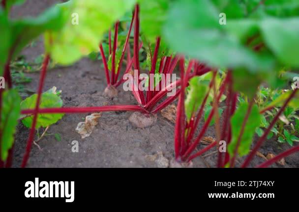 A hand pulls a growing young red beet from the soil close-up ...