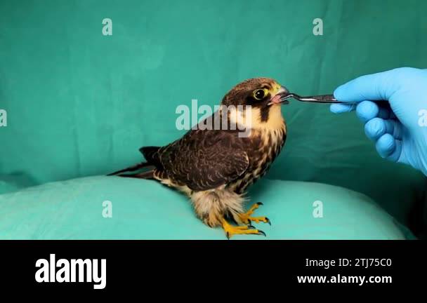 Exotic veterinarian feeding a sick falcon that refuses to eat. Eurasian ...
