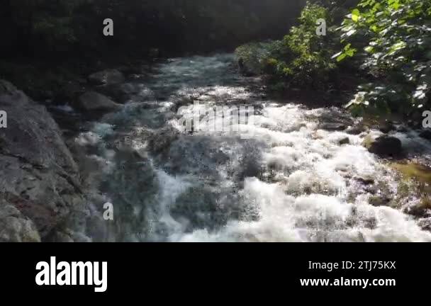 Light leak in forest Stock Videos & Footage - HD and 4K Video Clips - Alamy