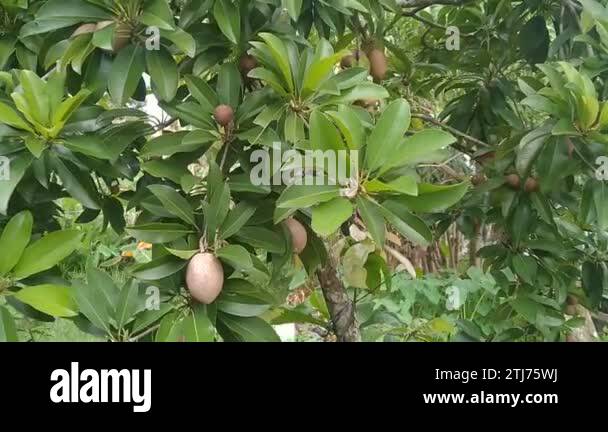 Sapodilla manilkara zapota close Stock Videos & Footage - HD and 4K ...