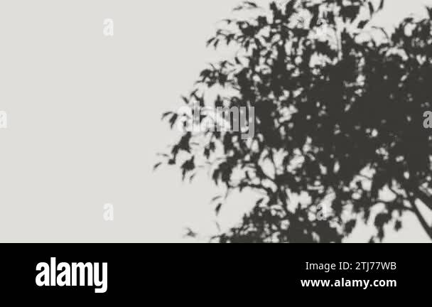 Shadow of wind in the tree leaves on the wall loopable background. 3d ...
