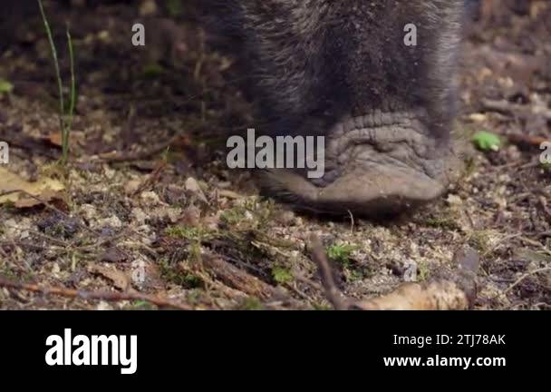 Wild boar. Super close-up of the Boars nose. The pig snorts the soil ...