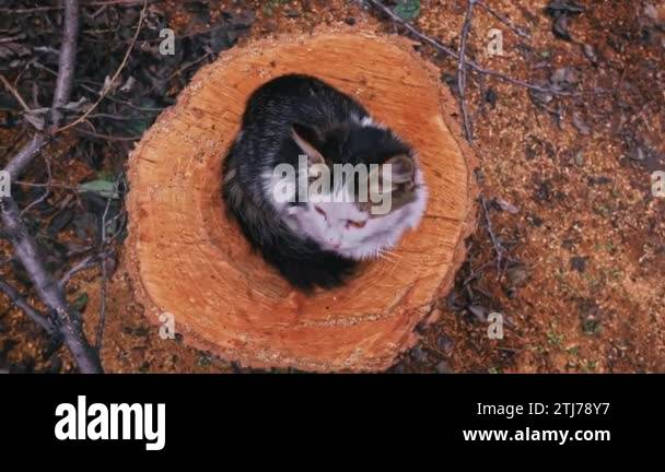 Homeless and dirty kitten sits with a sad muzzle. The problem of ...