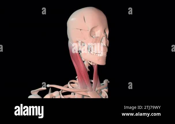 This 3d animation shows the sternocleidomastoid muscles in full ...