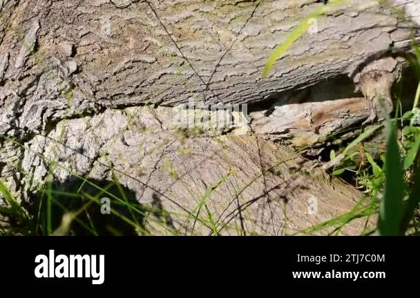 Spider lying in wait Stock Videos & Footage - HD and 4K Video Clips - Alamy