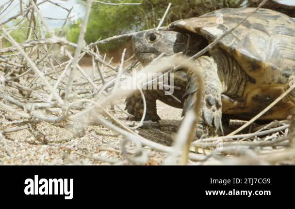 Turtle stuck in the branches of a dry tree in the desert, close-up ...