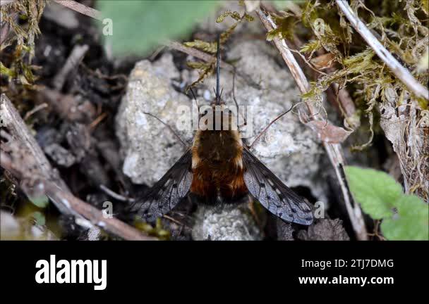 Dotted bee fly Stock Videos & Footage - HD and 4K Video Clips - Alamy