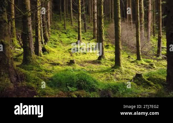 Ards forest Stock Videos & Footage - HD and 4K Video Clips - Alamy