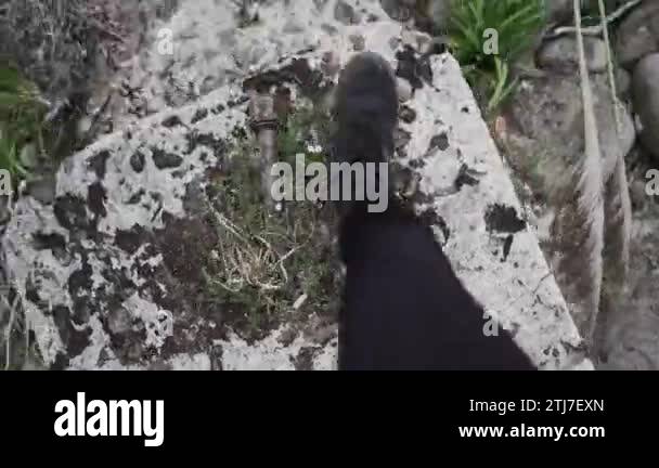 mans feet walking on rocks and logs in the jungle of whenuakura island ...