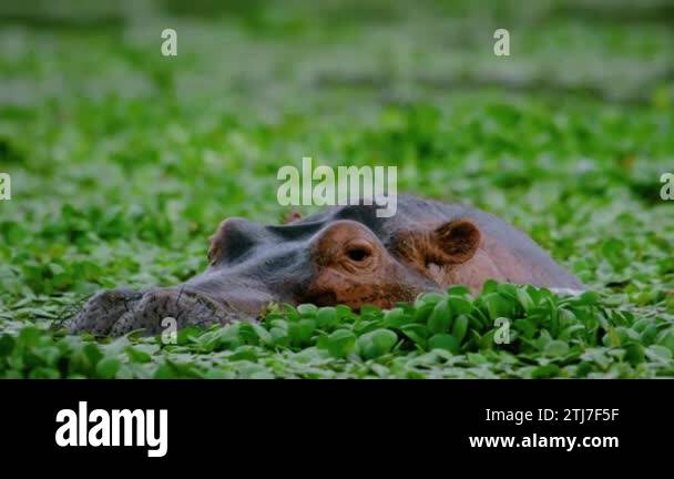 Yawning hippopotamus hippopotamus amphibius at serengeti national park ...