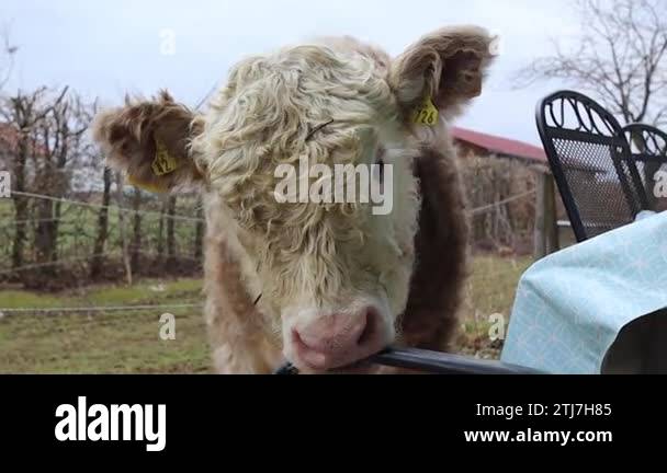 curly calf.Funny funny cow.Little cow.calf.bull in the yard.Little bull ...