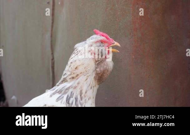 Faverolle chicken breathes through its open beak close-up. Shortness of ...