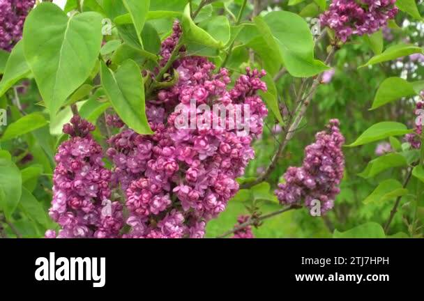 The typical color of the lilacs. A close-up view of the inflorescences ...