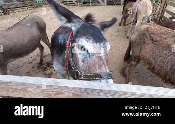 Domestic donkey, ass. Many donkeys standing in paddock at donkey farm ...