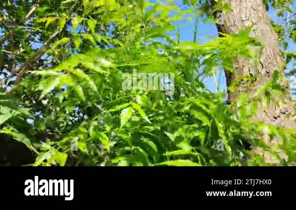 Neem leaves in tree. It's other names Azadirachta indica, nimtree and ...
