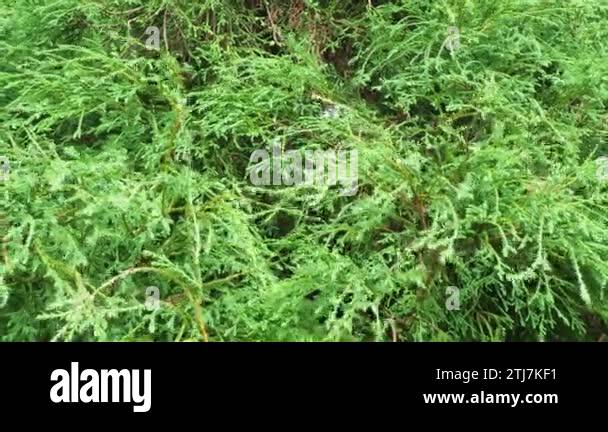 Monoecious Stock Videos & Footage - HD and 4K Video Clips - Alamy