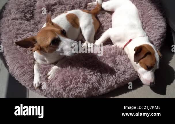 Sunbathing dogs Stock Videos & Footage - HD and 4K Video Clips - Alamy